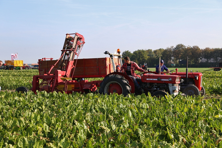 Bietenoogstdag - Wolphaartsdijk 2016 I